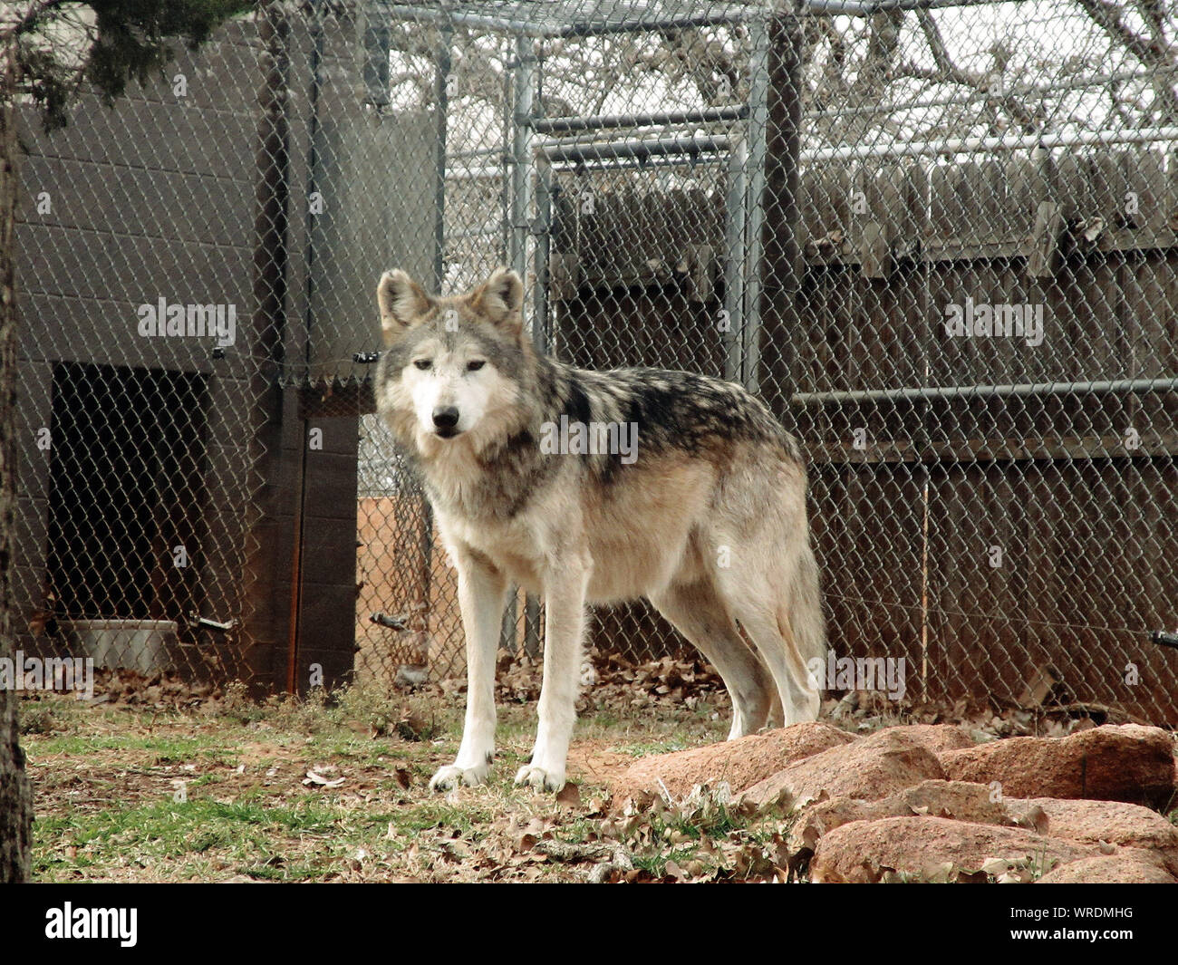 Mexican Gray Wolf High Resolution Stock Photography and Images - Alamy