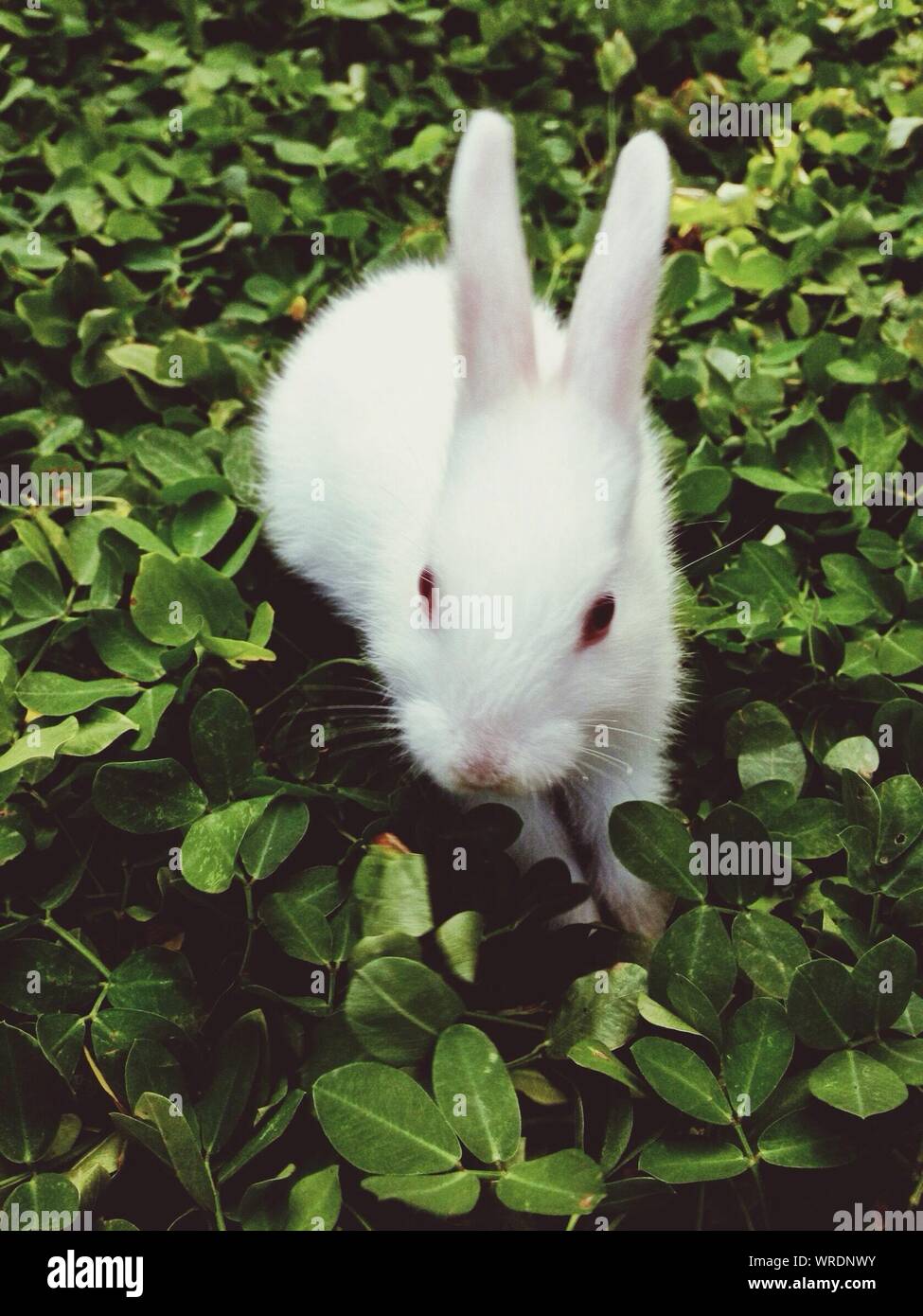 Rabbit in the yard hi-res stock photography and images - Alamy
