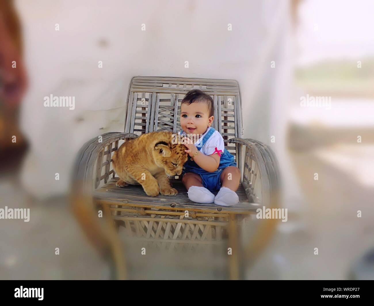 Cute Baby Boy With Lion Cub Sitting On Wooden Chair Stock Photo - Alamy