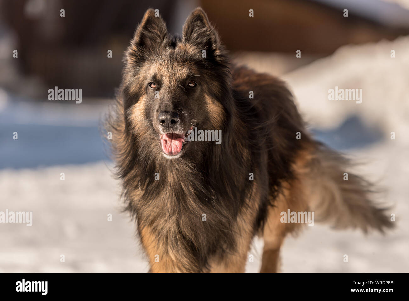 Tervueren hi-res stock photography and images - Alamy