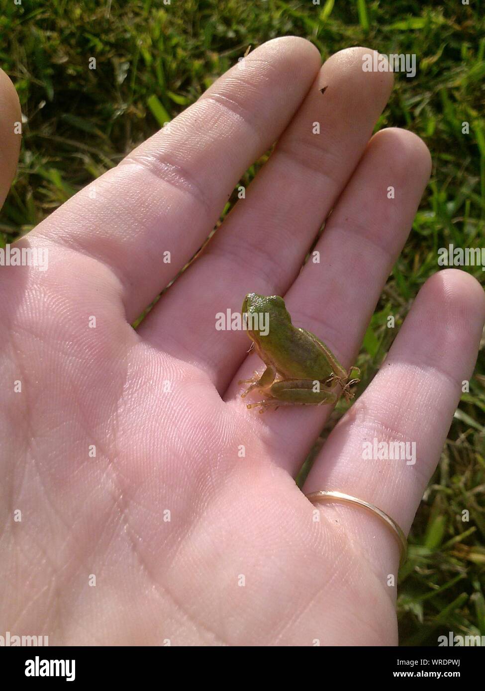 Small frog hi-res stock photography and images - Alamy