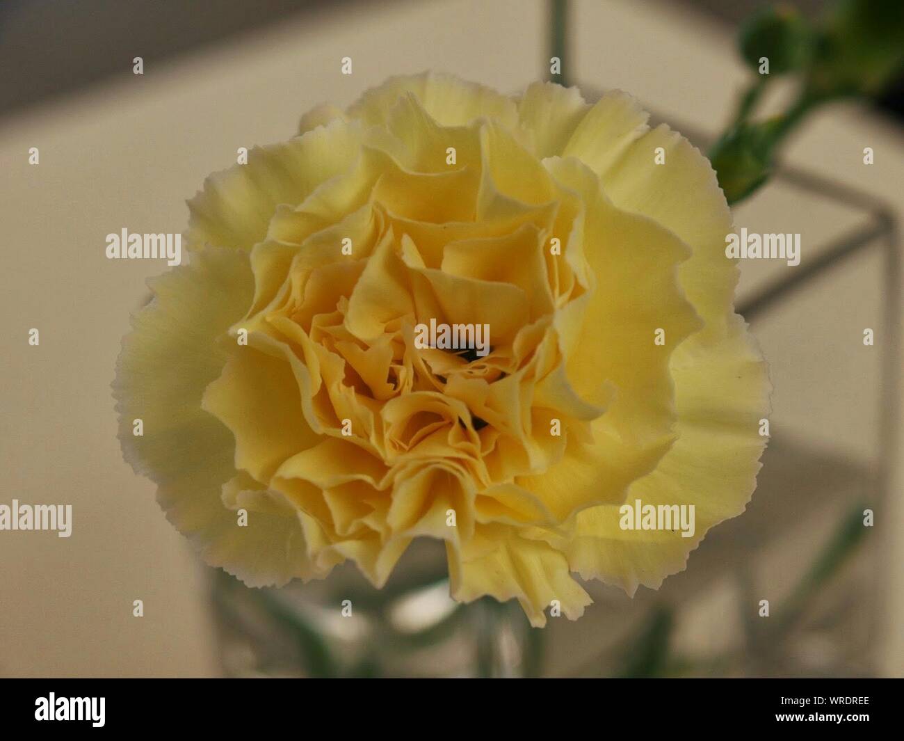 Carnation in vase hi-res stock photography and images - Alamy
