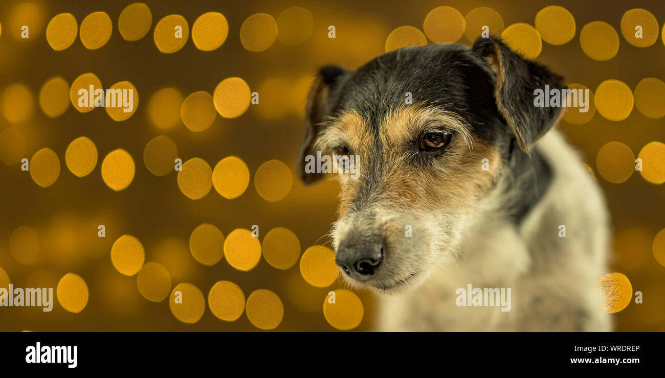 Sad jack russell terrier dog hi-res stock photography and images - Alamy