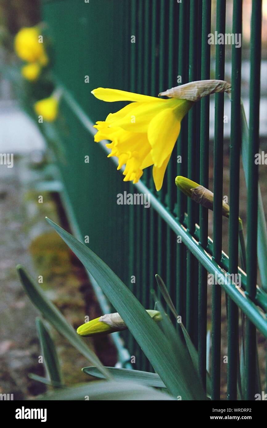 Yellow Railing Railings High Resolution Stock Photography and Images ...