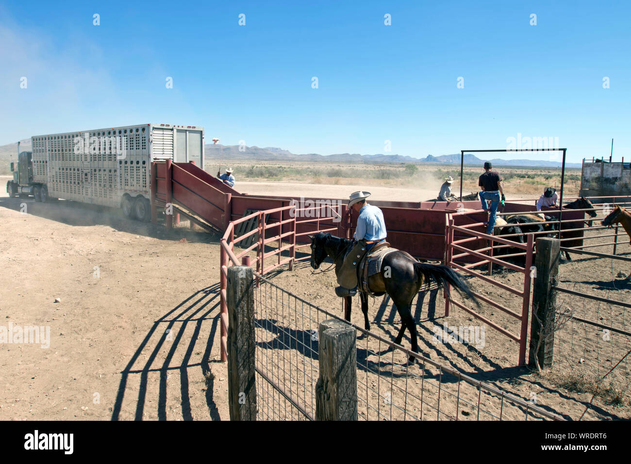Shipping cattle hi-res stock photography and images - Alamy
