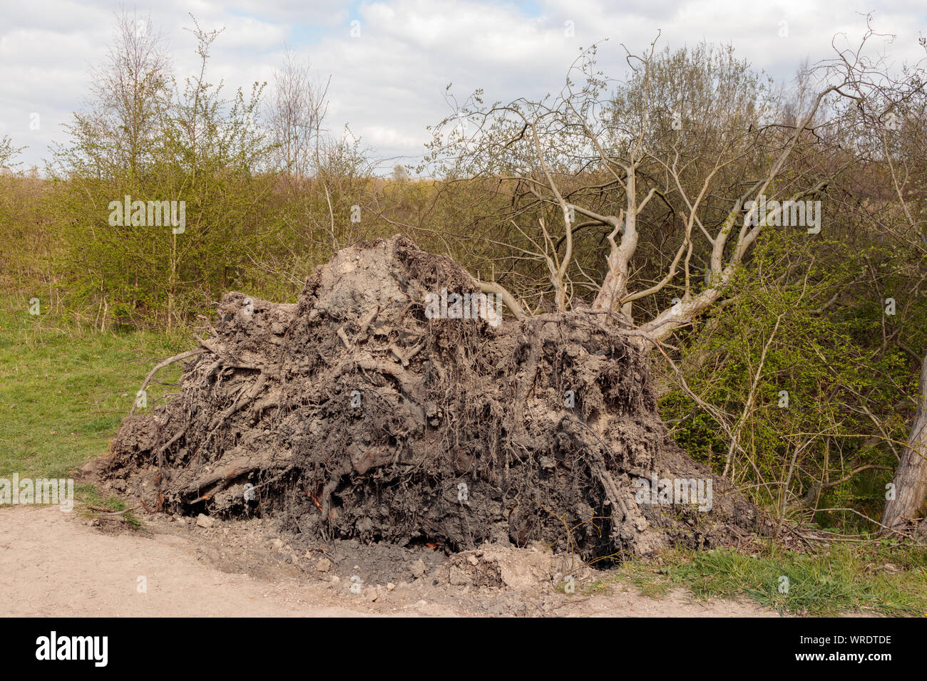 Windblown, uprooted, tree in Walton Colliery Nature Park Stock Photo ...