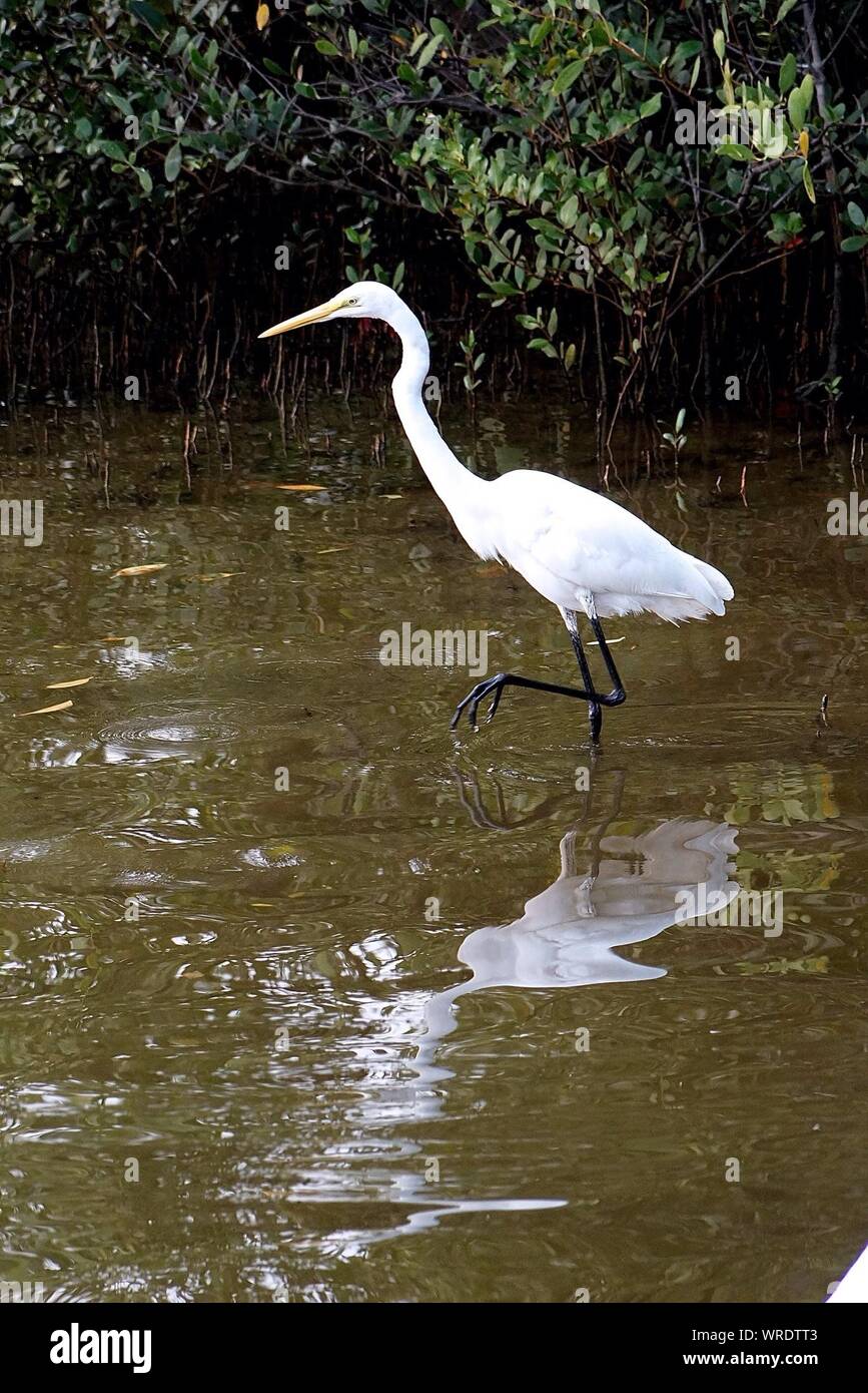 Crane in water hi-res stock photography and images - Alamy