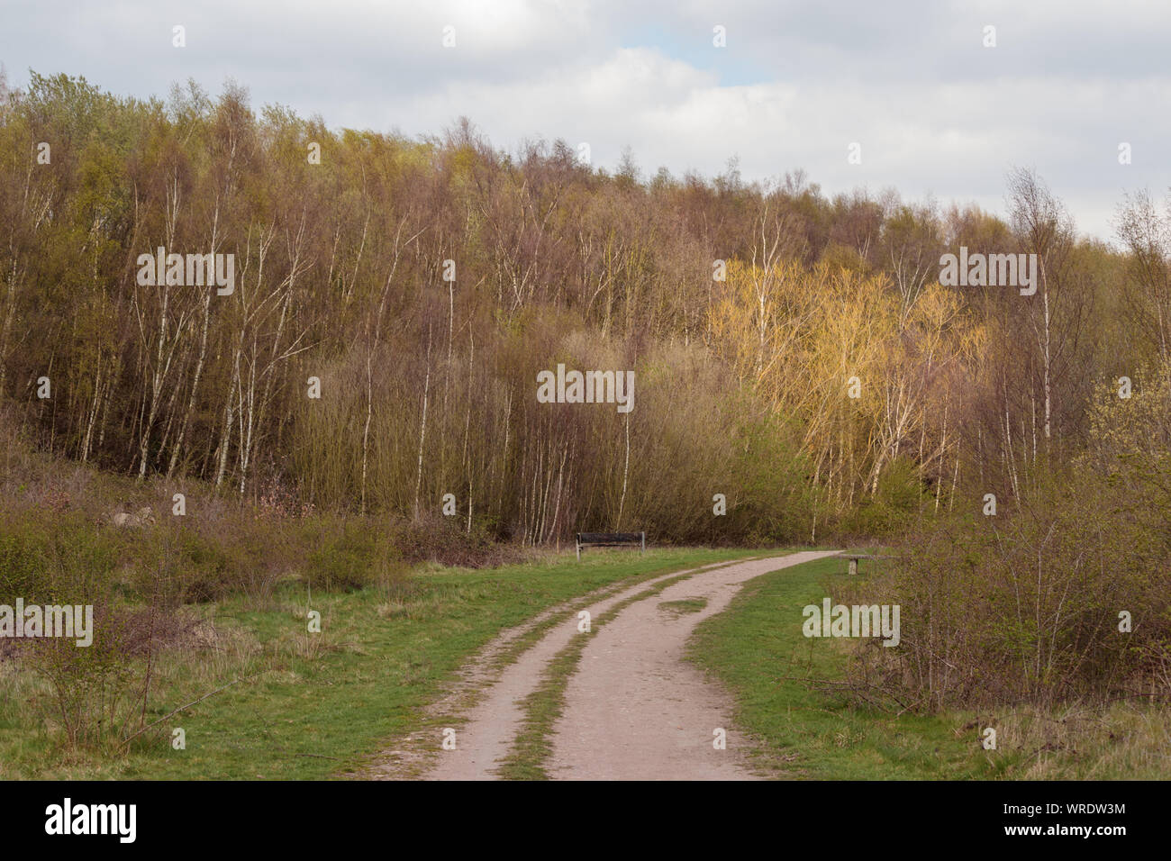 View path running through wooded area of Walton Colliery Nature Park ...