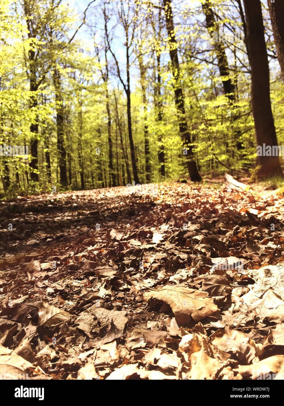 Spring forest scene hi-res stock photography and images - Alamy