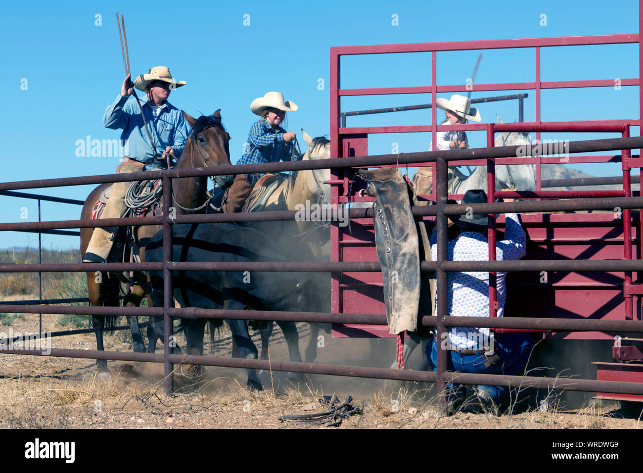 Cowboys and young cowgirls sorting cattle in pens before shipping after ...