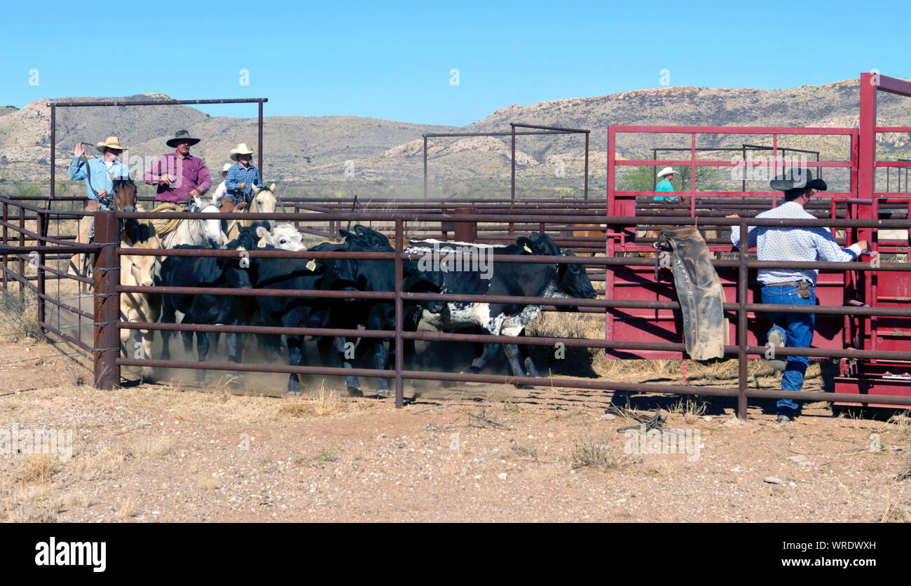 Cowboys and a young cowgirl sorting cattle in pens before shipping ...