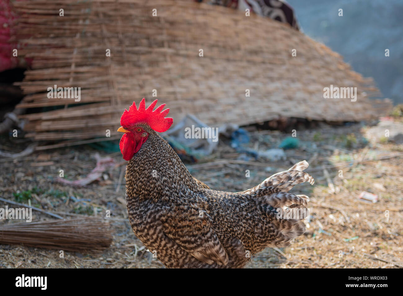 Patterned Rooster in the Nepalese Mountains Stock Photo - Alamy