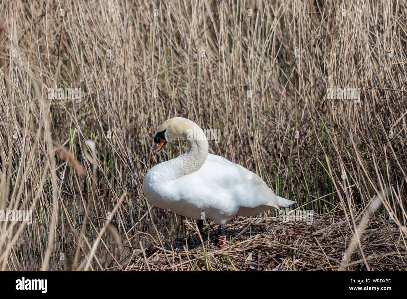Swan nesting amongst reeds Stock Photo - Alamy