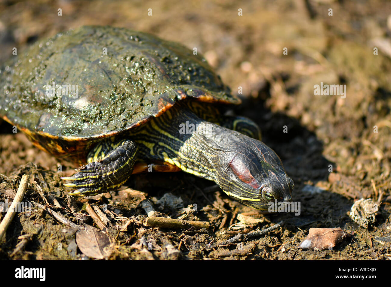 Diamondback terrapin shell hi-res stock photography and images - Alamy