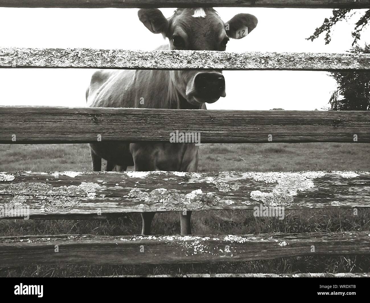 Cow looking through fence hi-res stock photography and images - Alamy