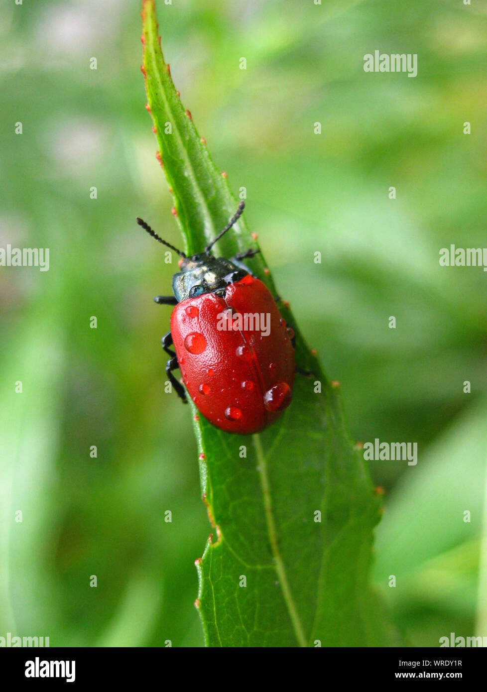 Wet bug hi-res stock photography and images - Alamy