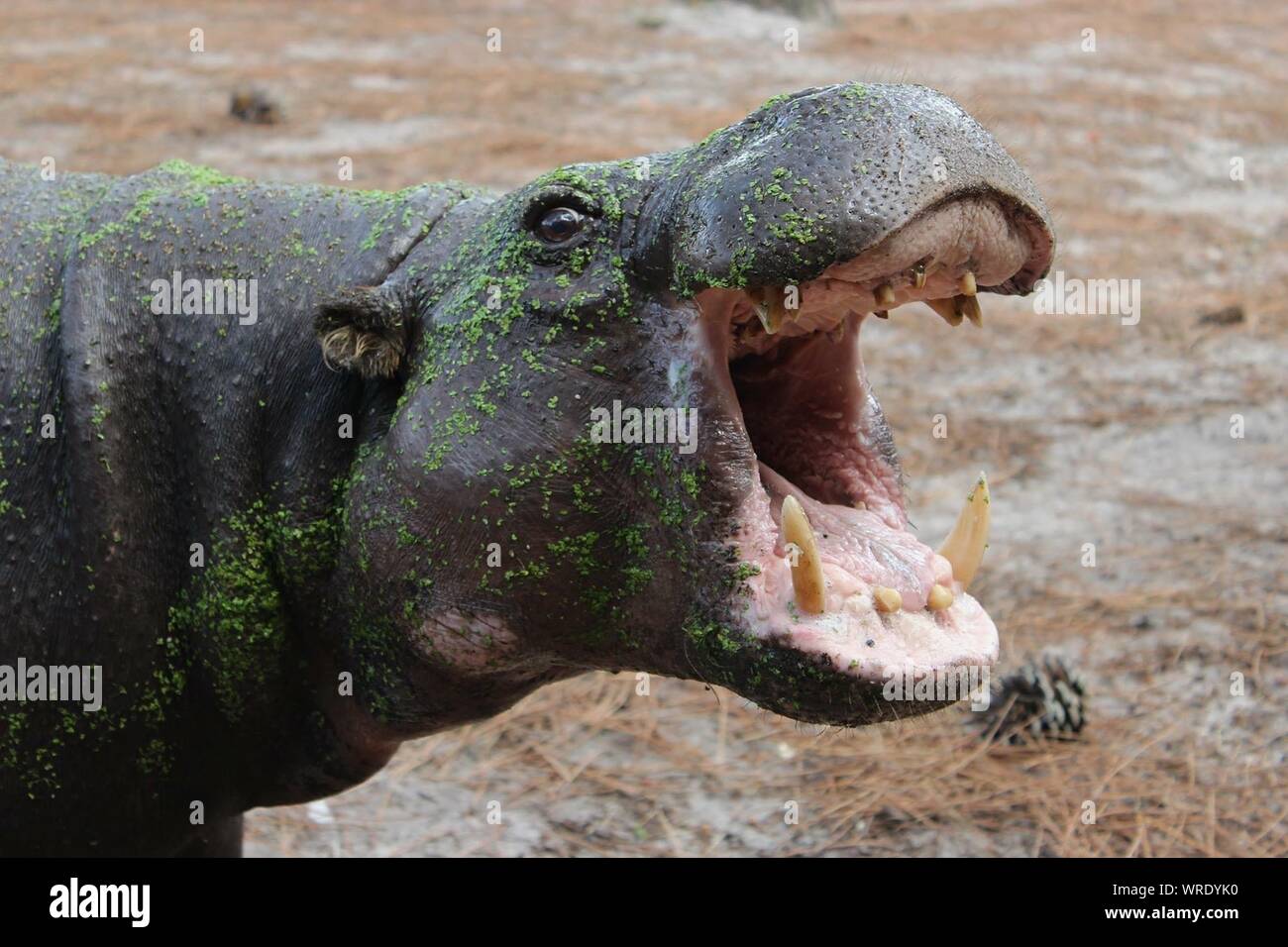 Hippopotamus zoo hi-res stock photography and images - Alamy