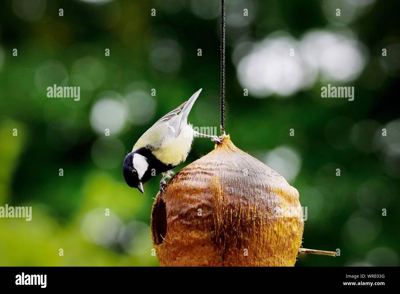 World coconut day hi-res stock photography and images - Alamy