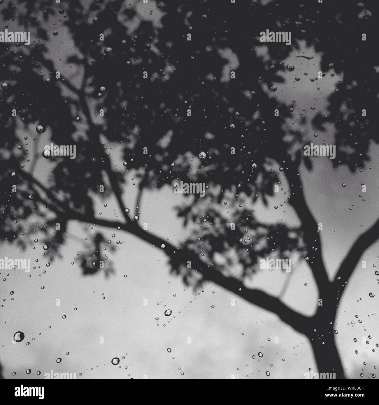 Tree Reflection Glass High Resolution Stock Photography and Images - Alamy