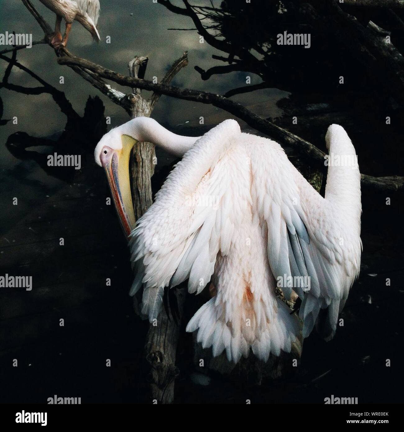 Pelican Tree High Resolution Stock Photography and Images - Alamy