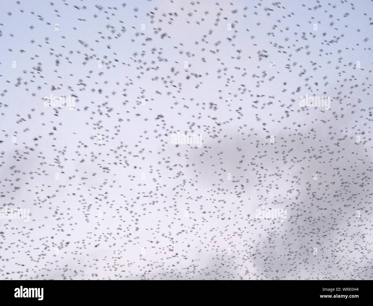 Blurred birds hi-res stock photography and images - Alamy