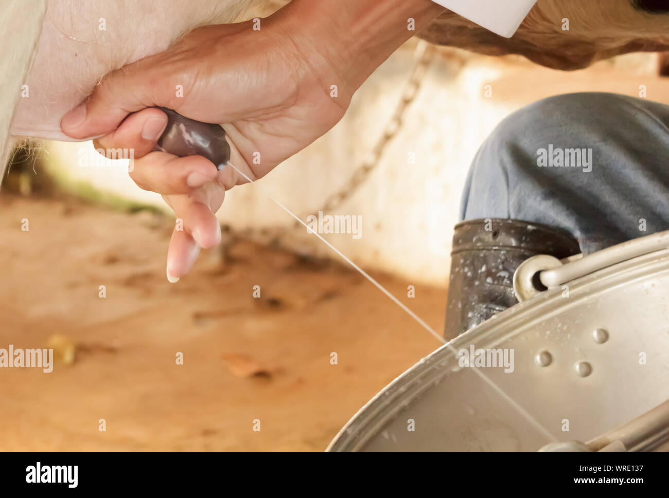 Hand milking cow hi-res stock photography and images - Alamy
