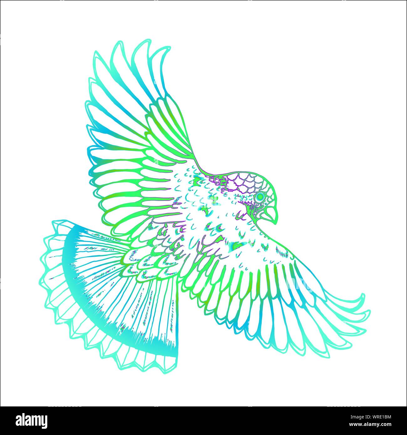 Bird Flying Drawing With Color