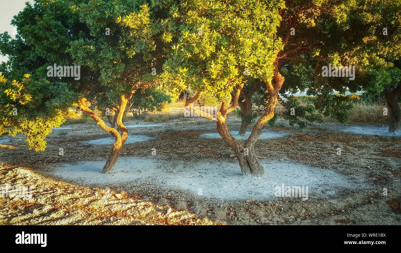 Mastic Tree Stock Photos & Mastic Tree Stock Images - Alamy