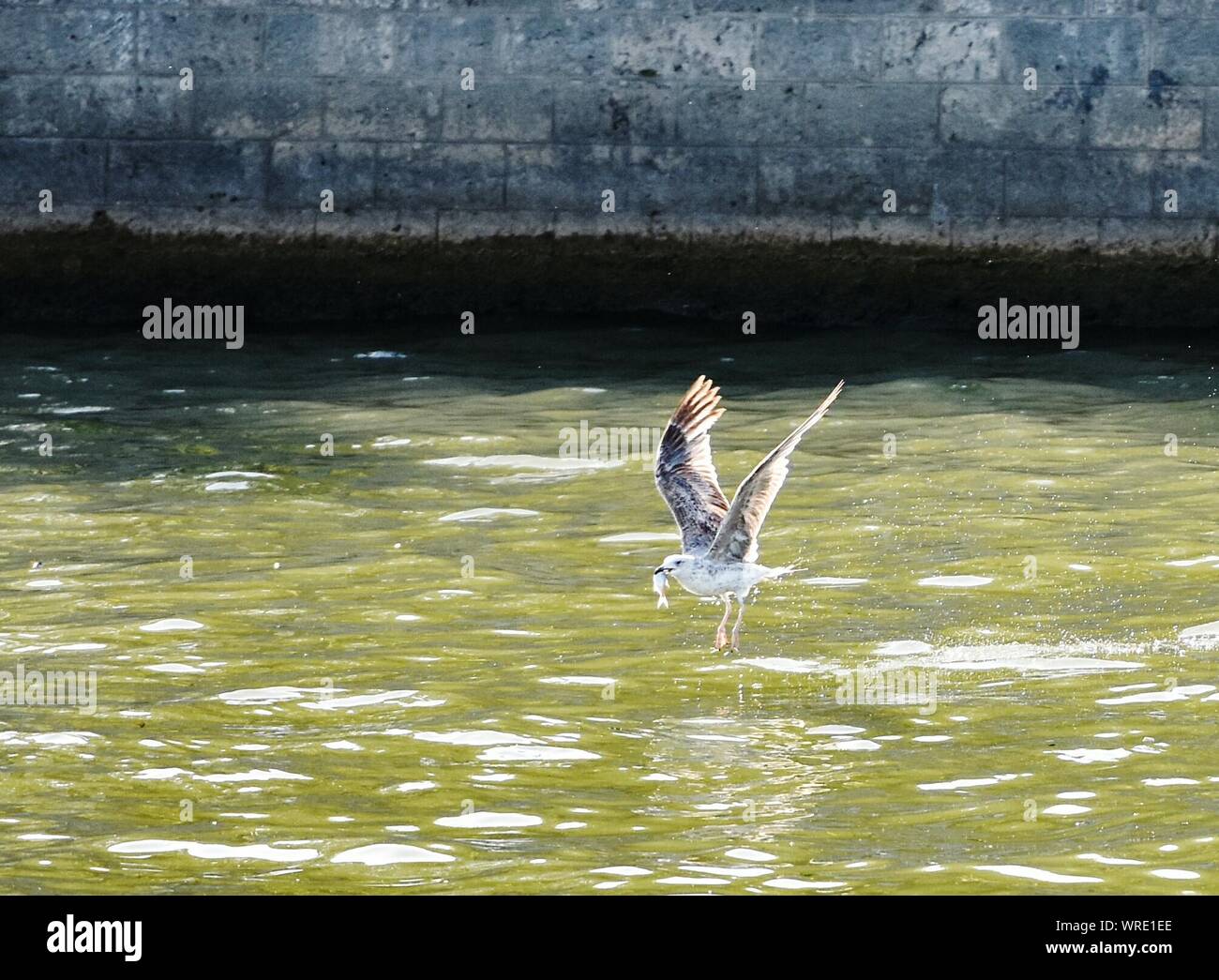 Flying bird side hi-res stock photography and images - Alamy