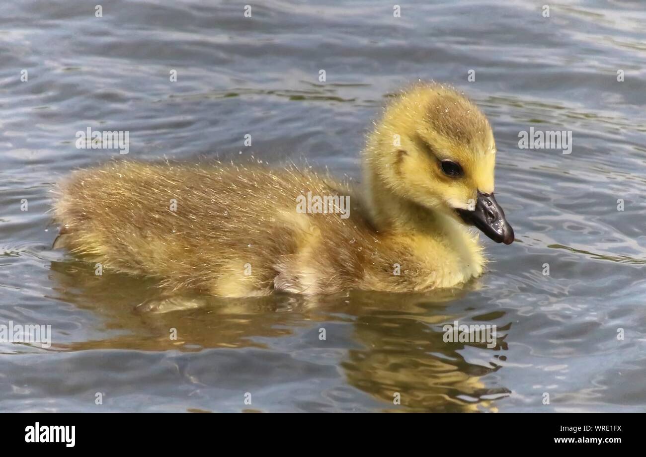 Yellow Duckling Swimming Stock Photos & Yellow Duckling Swimming Stock ...