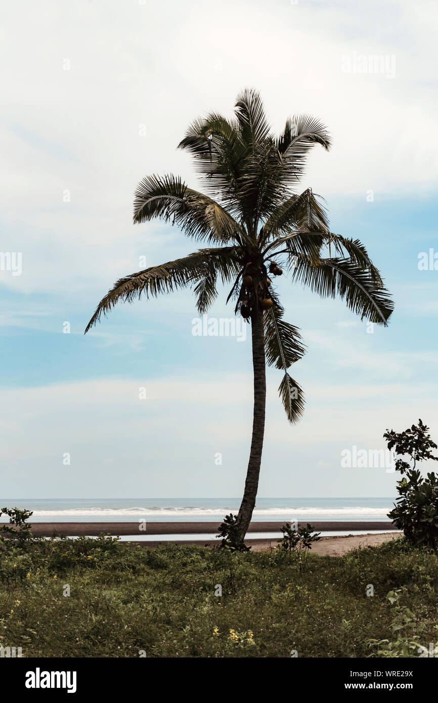 Palm tree on the beach Stock Photo - Alamy