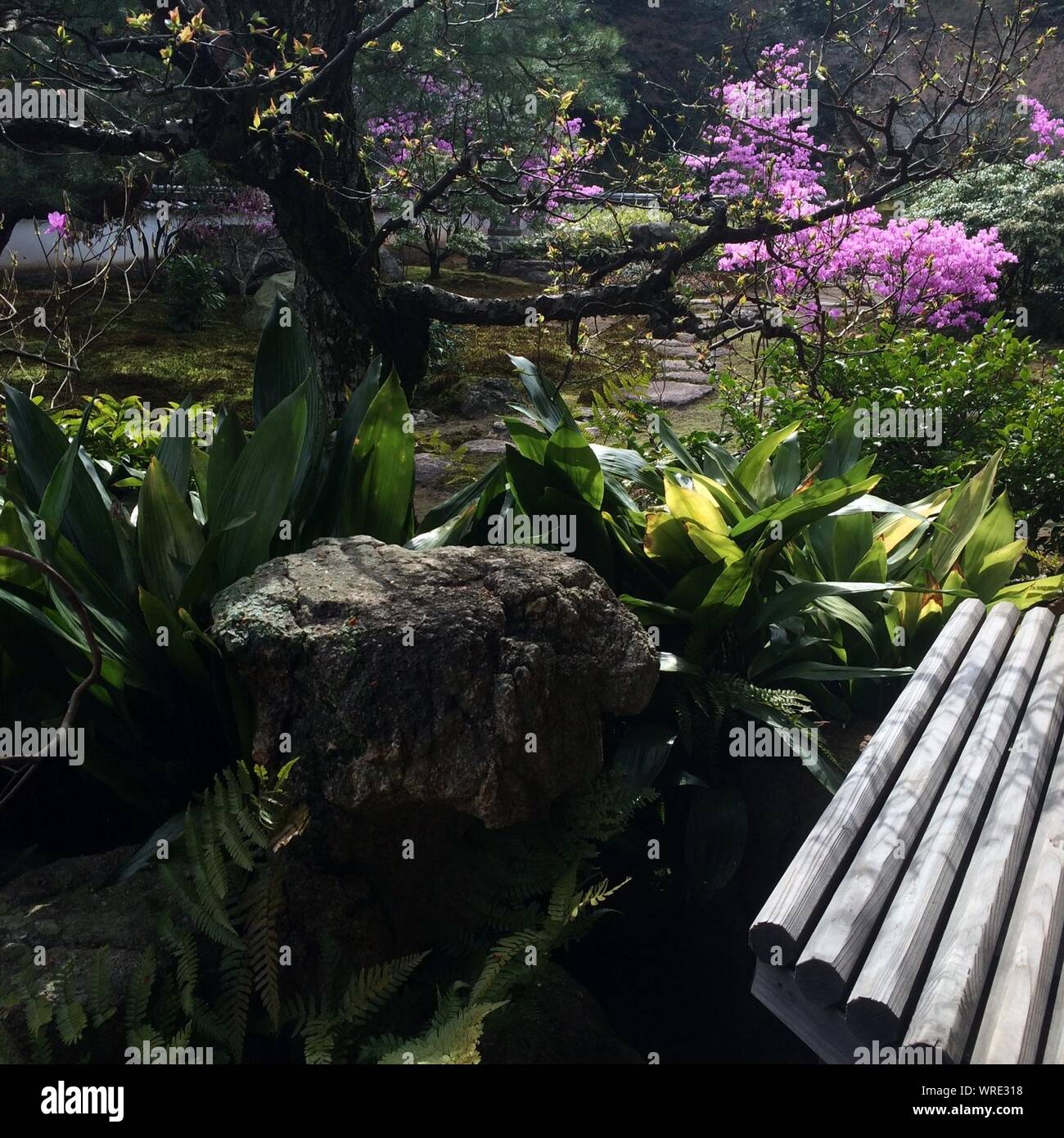 Rock garden scene hi-res stock photography and images - Alamy