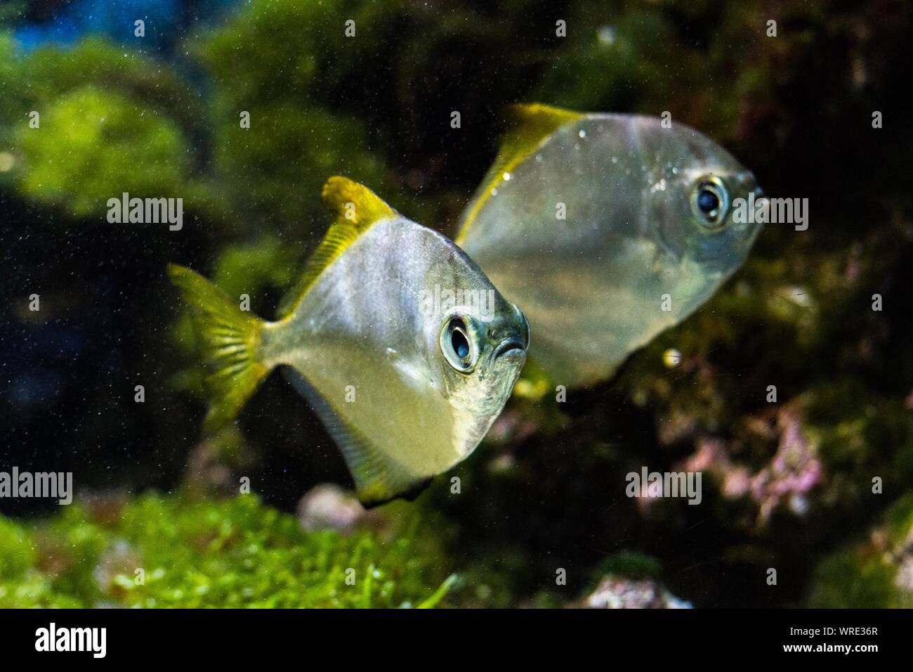 Silver Moony High Resolution Stock Photography and Images - Alamy