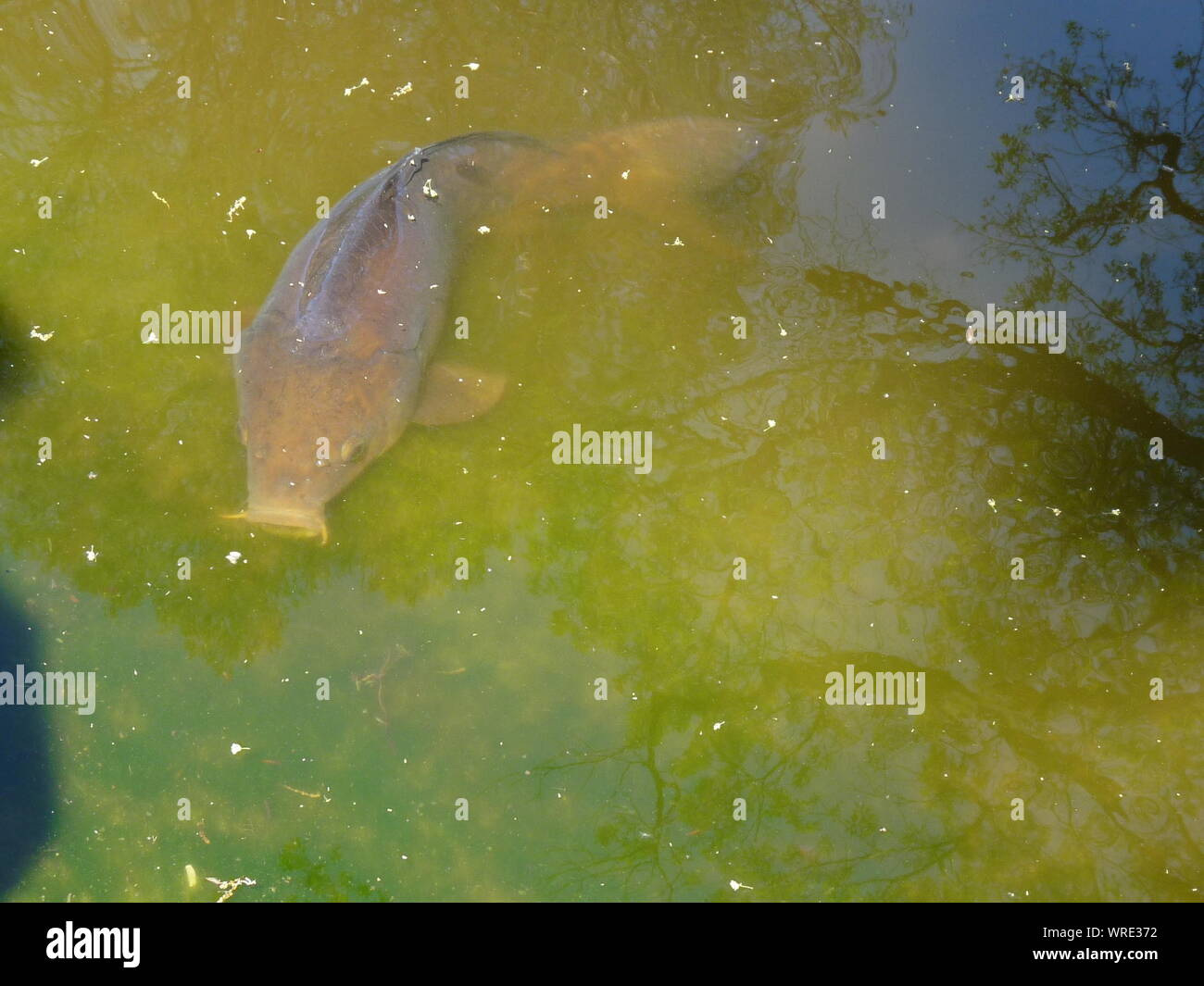 Murky water fish hi-res stock photography and images - Alamy