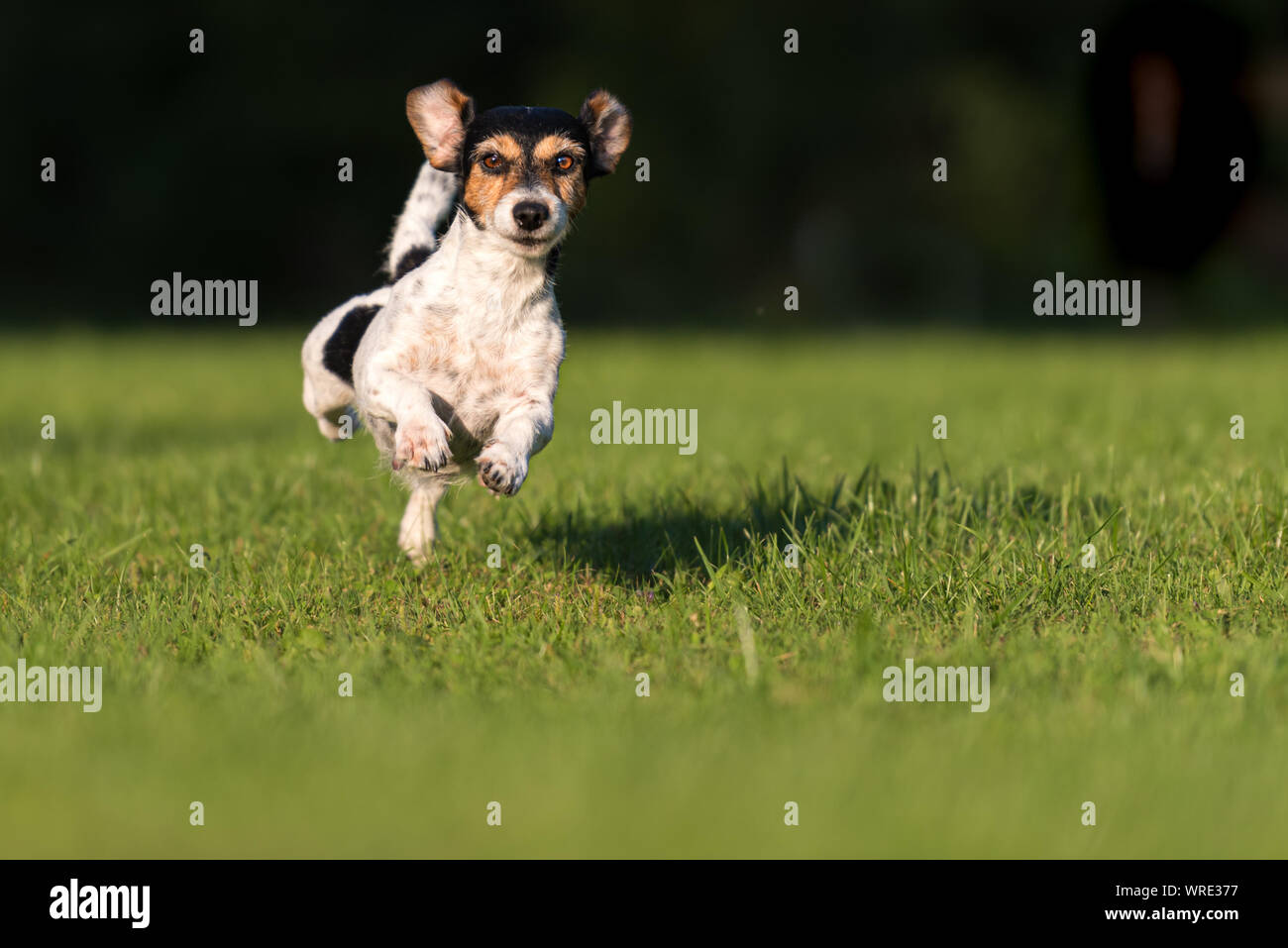 small old dog runs and flies over a green meadow in spring - Jack ...