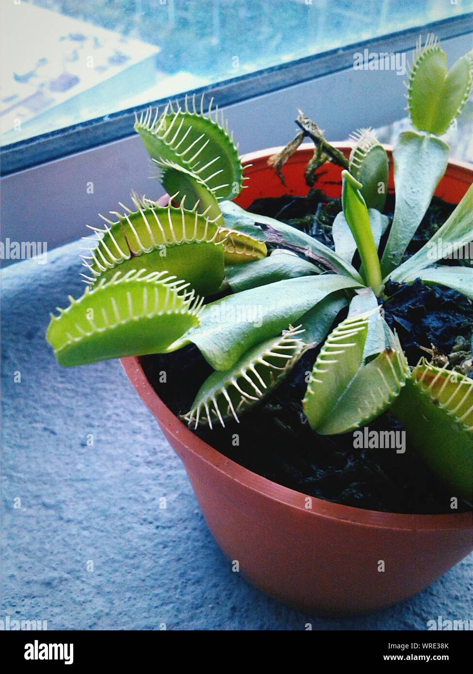 Close-up Of Potted Venus Flytrap On Window Sill Stock Photo - Alamy