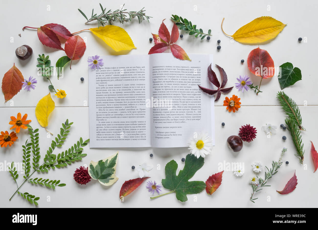 Best autumn background hi-res stock photography and images - Alamy