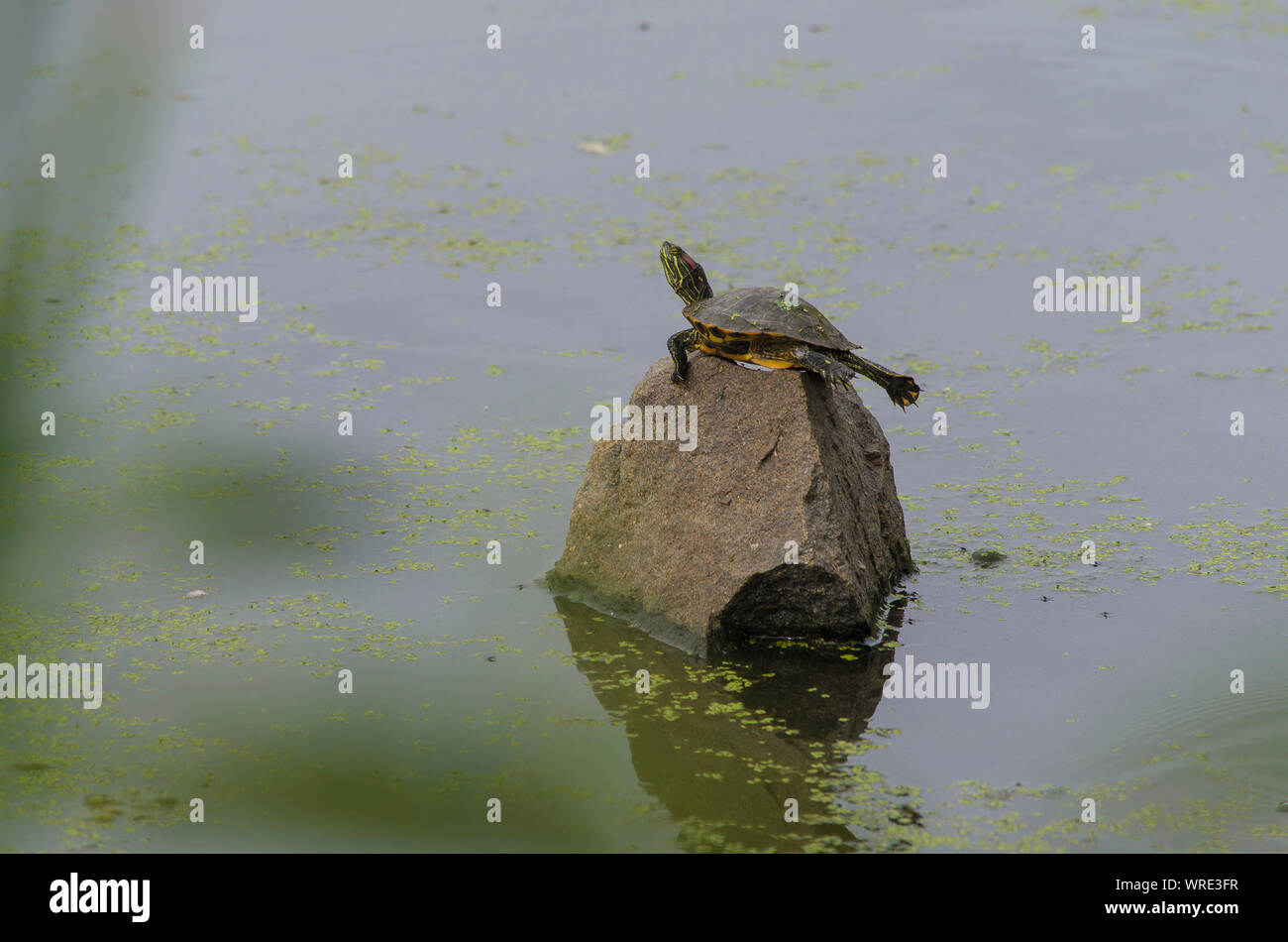 Turtle On Rock Amidst Lake Stock Photo - Alamy