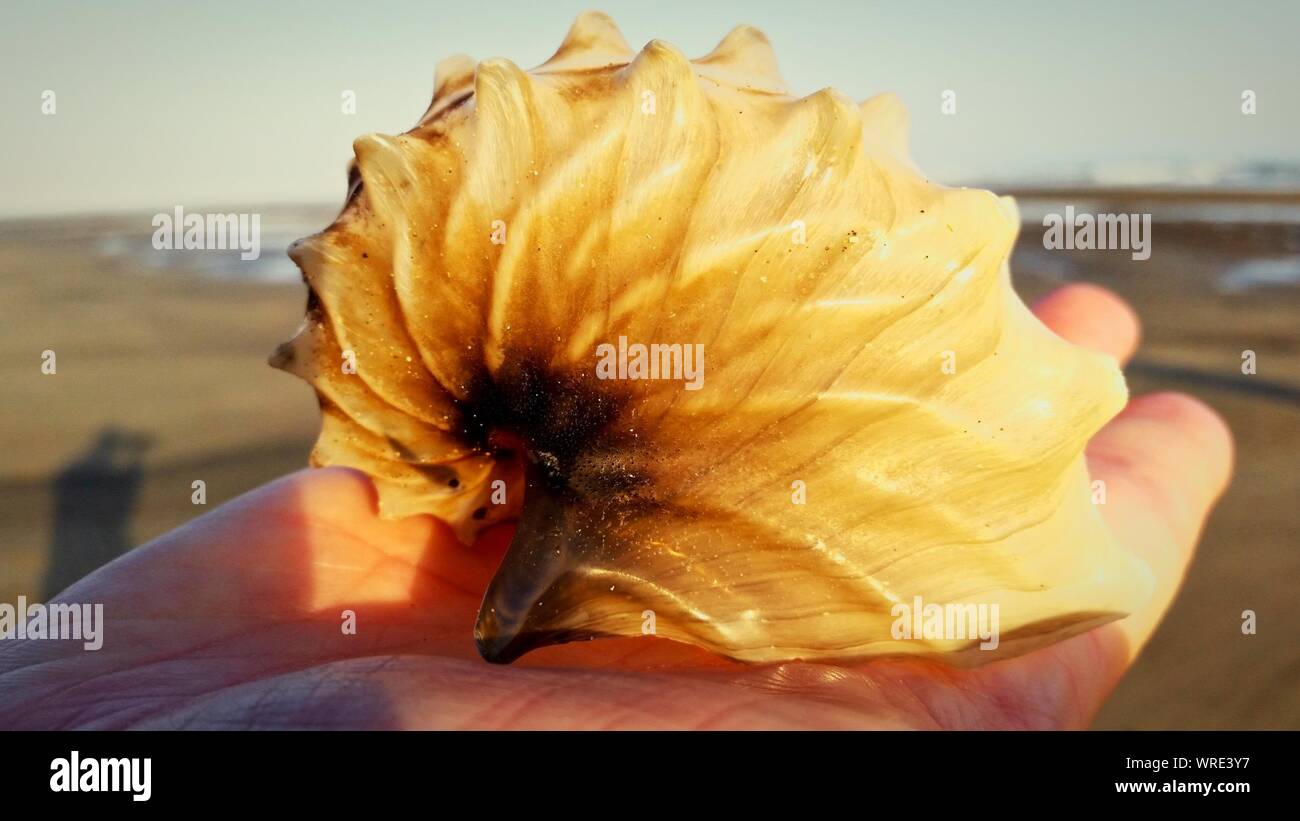 Hand holding conch shell hi-res stock photography and images - Alamy