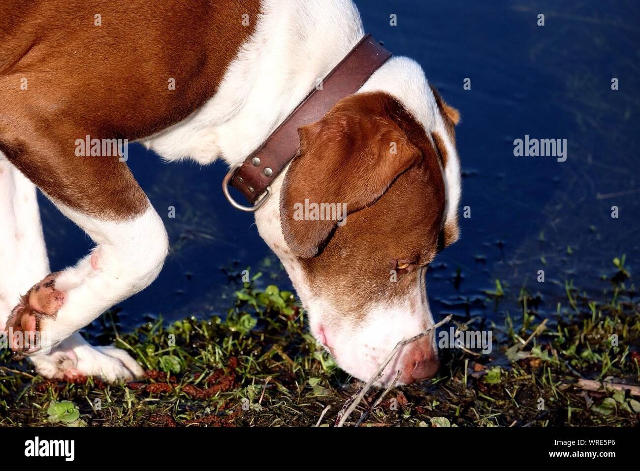 Smelling the ground hi-res stock photography and images - Alamy