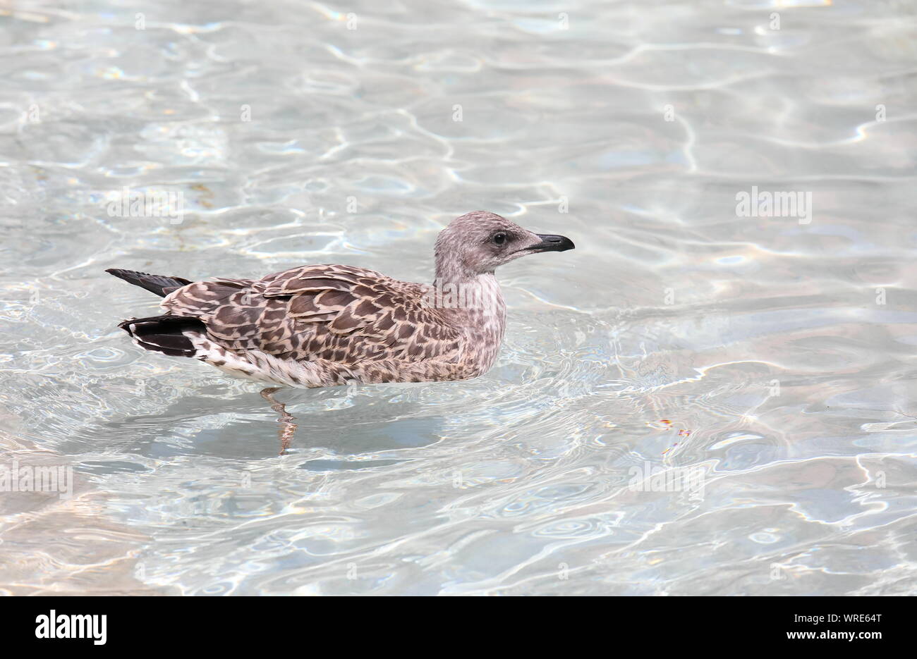 Duck swimming in clear water Stock Photo - Alamy
