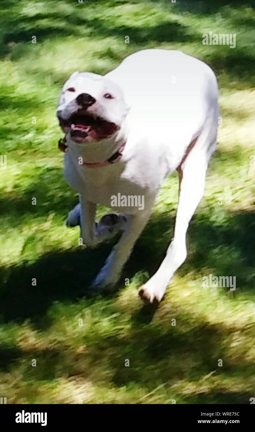 American bulldog barking hi-res stock photography and images - Alamy