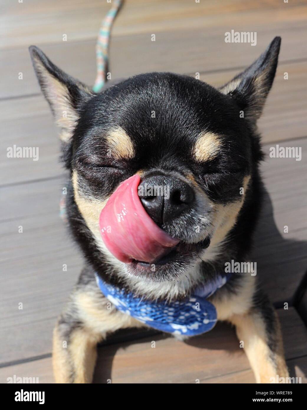 Chihuahua tongue out hi-res stock photography and images - Alamy Chihuahua tongue out hi-res stock photography and images - Alamy