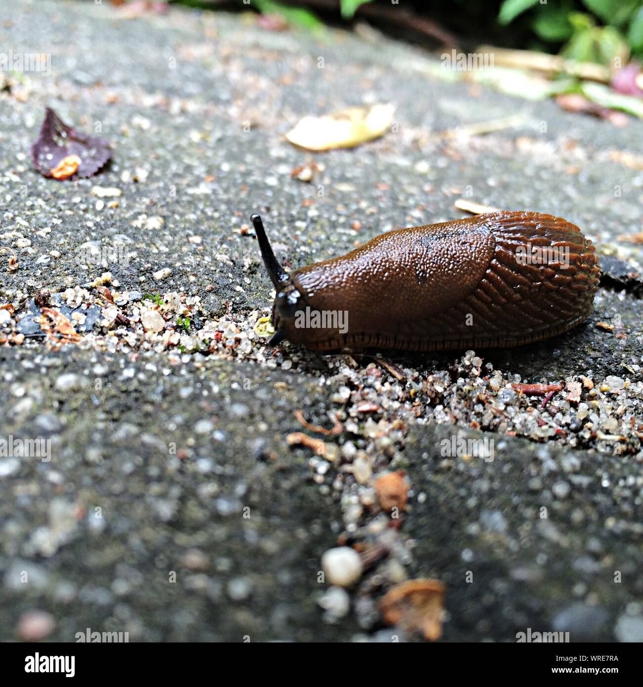 Terrestrial Slug Stock Photos & Terrestrial Slug Stock Images - Alamy