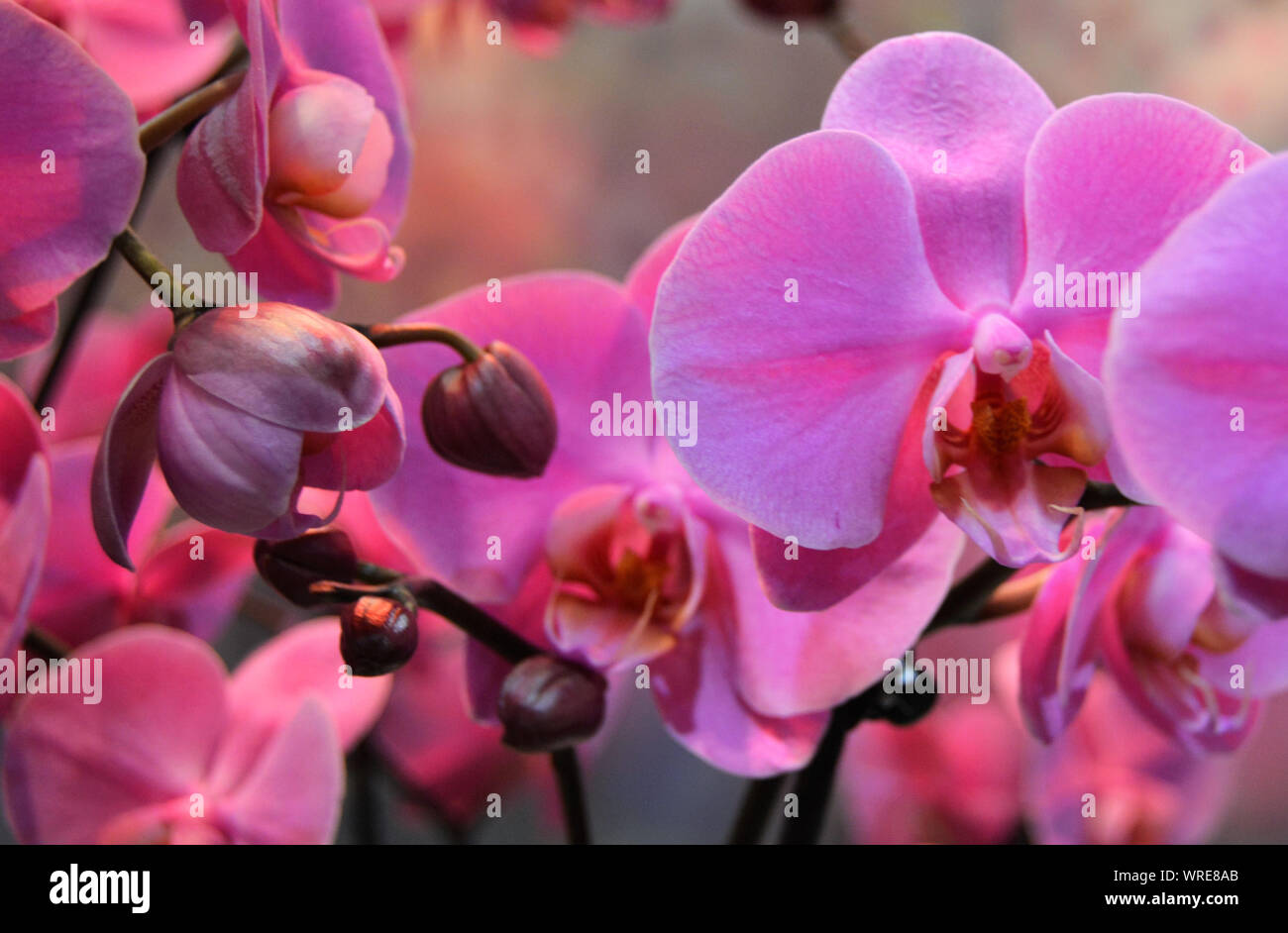Pretty spring display hi-res stock photography and images - Alamy