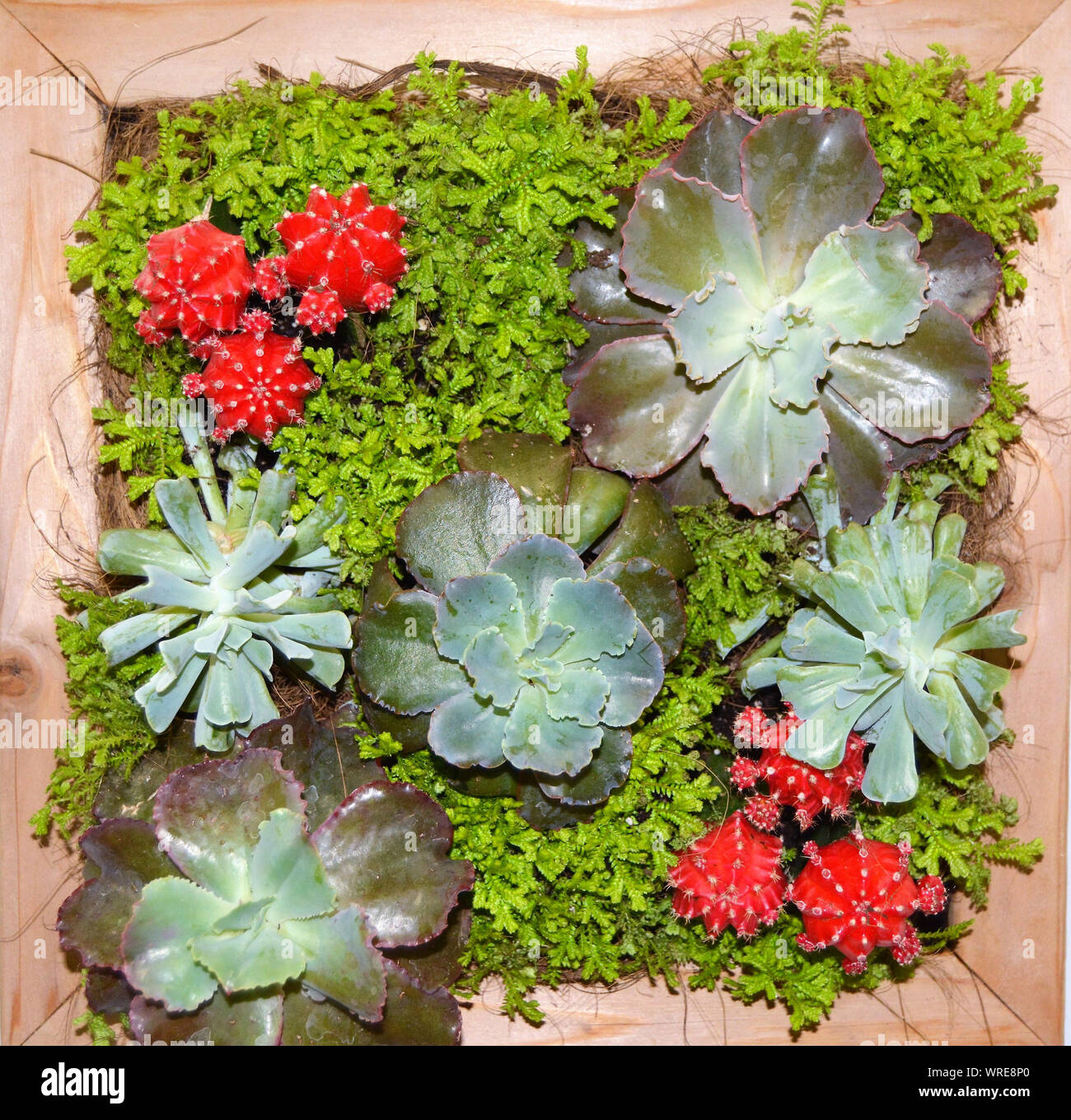 Arrangement skill hi-res stock photography and images - Alamy