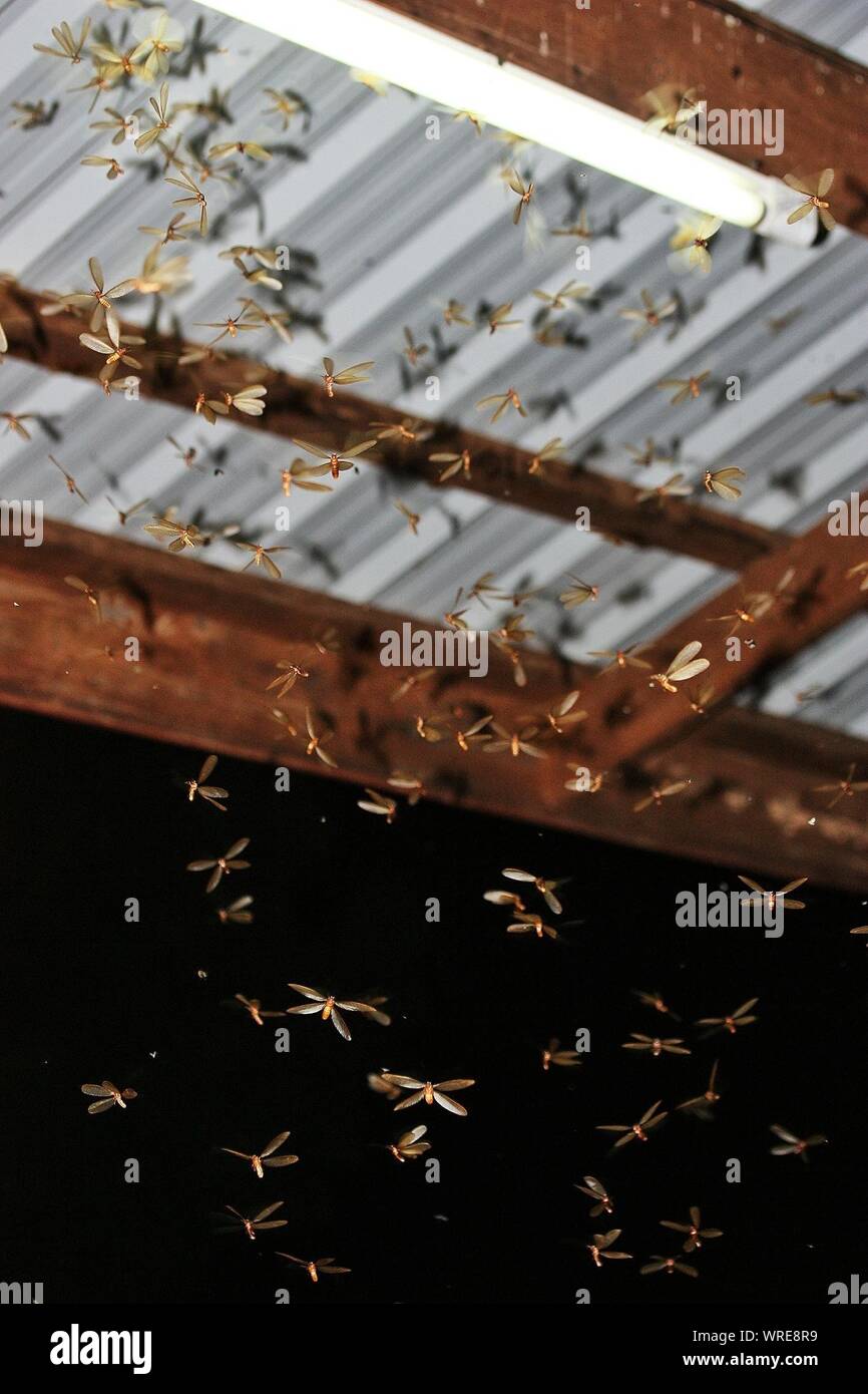 Night flying insects hi-res stock photography and images - Alamy