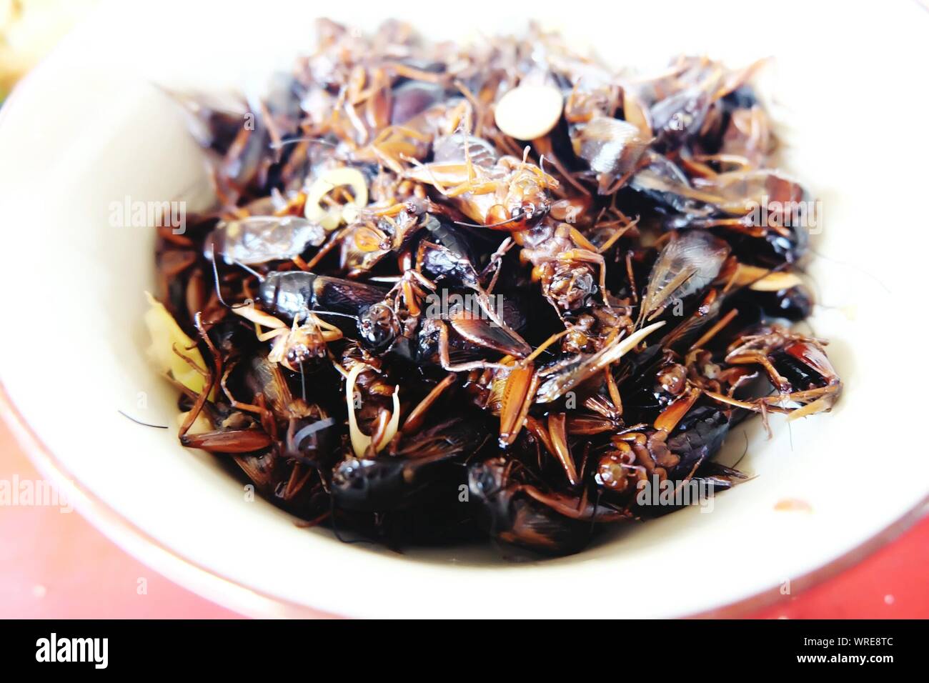 Indoors cockroach hi-res stock photography and images - Alamy