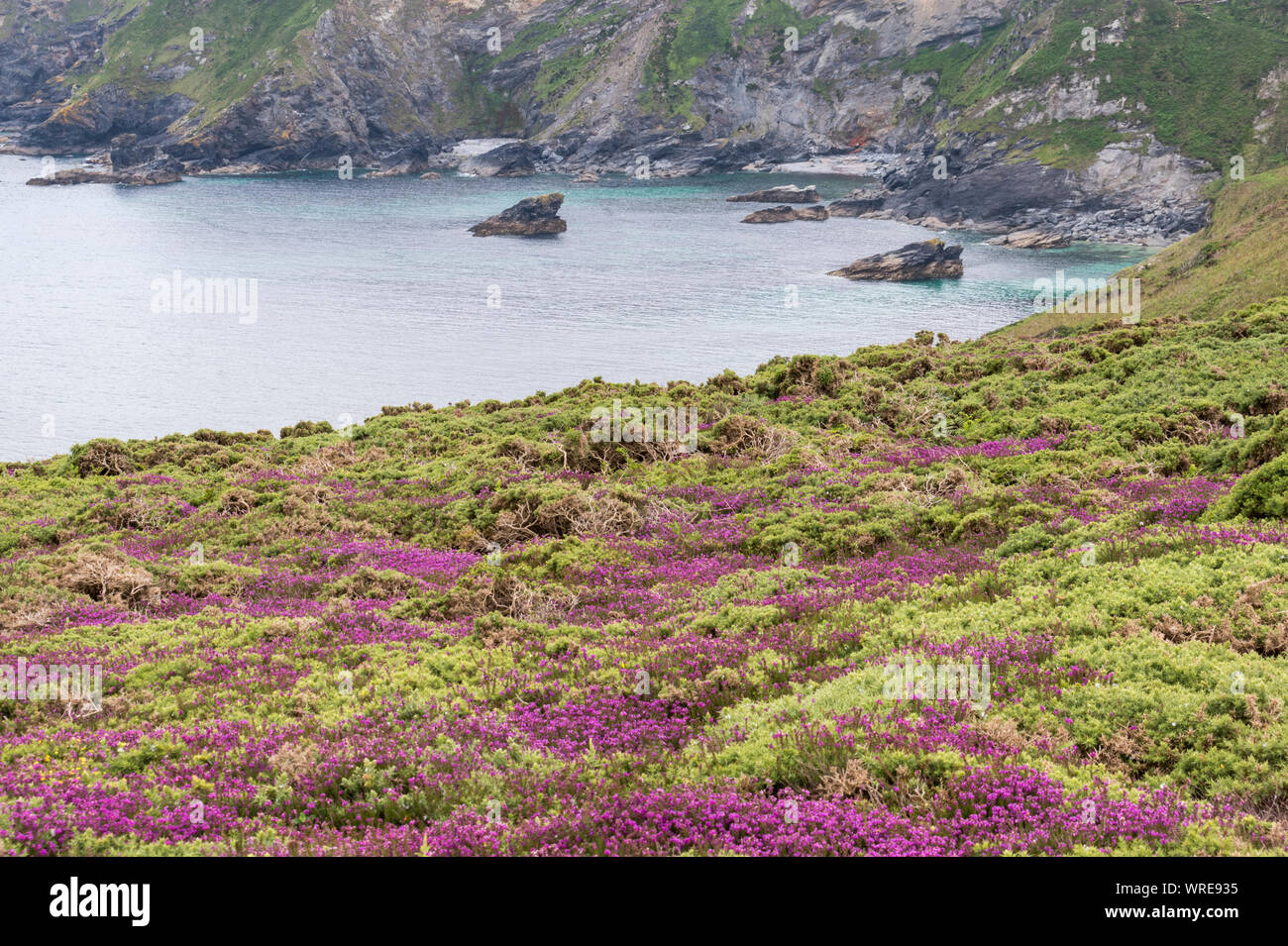Coastal views from the clifftops of the South West Coast Path between ...