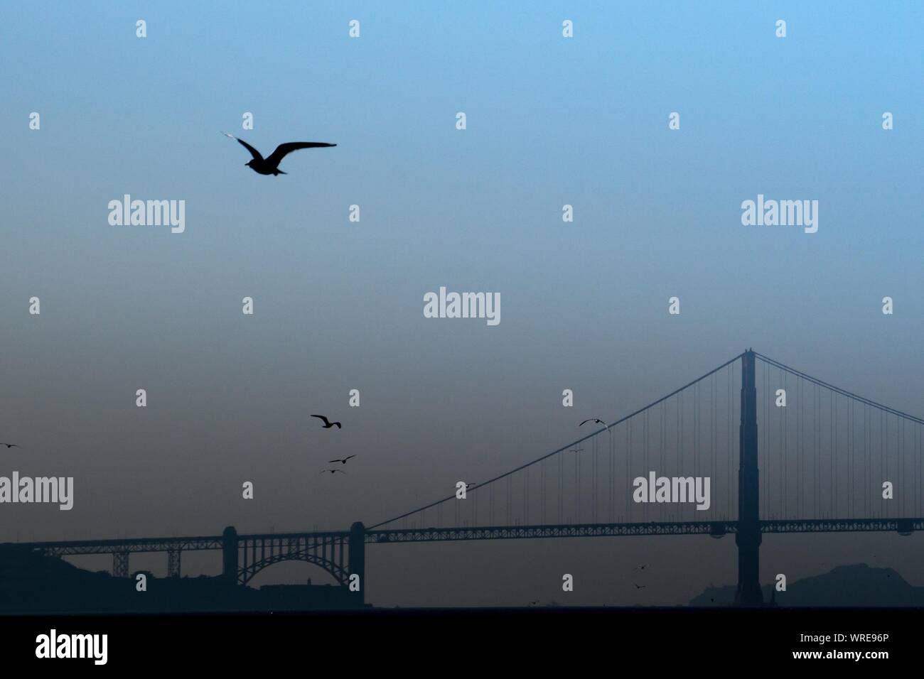 Golden gate bridge birds hi-res stock photography and images - Alamy